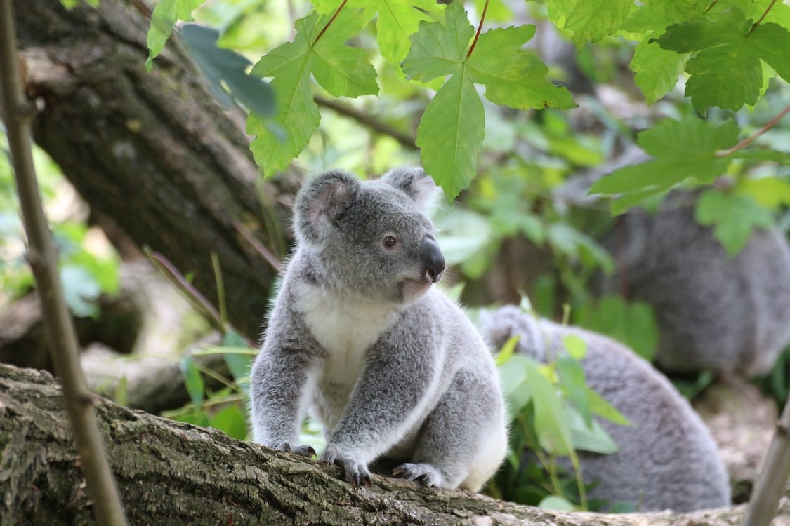 Koala: A Dialogue Model for Academic Research | by Sik-Ho Tsang | Medium