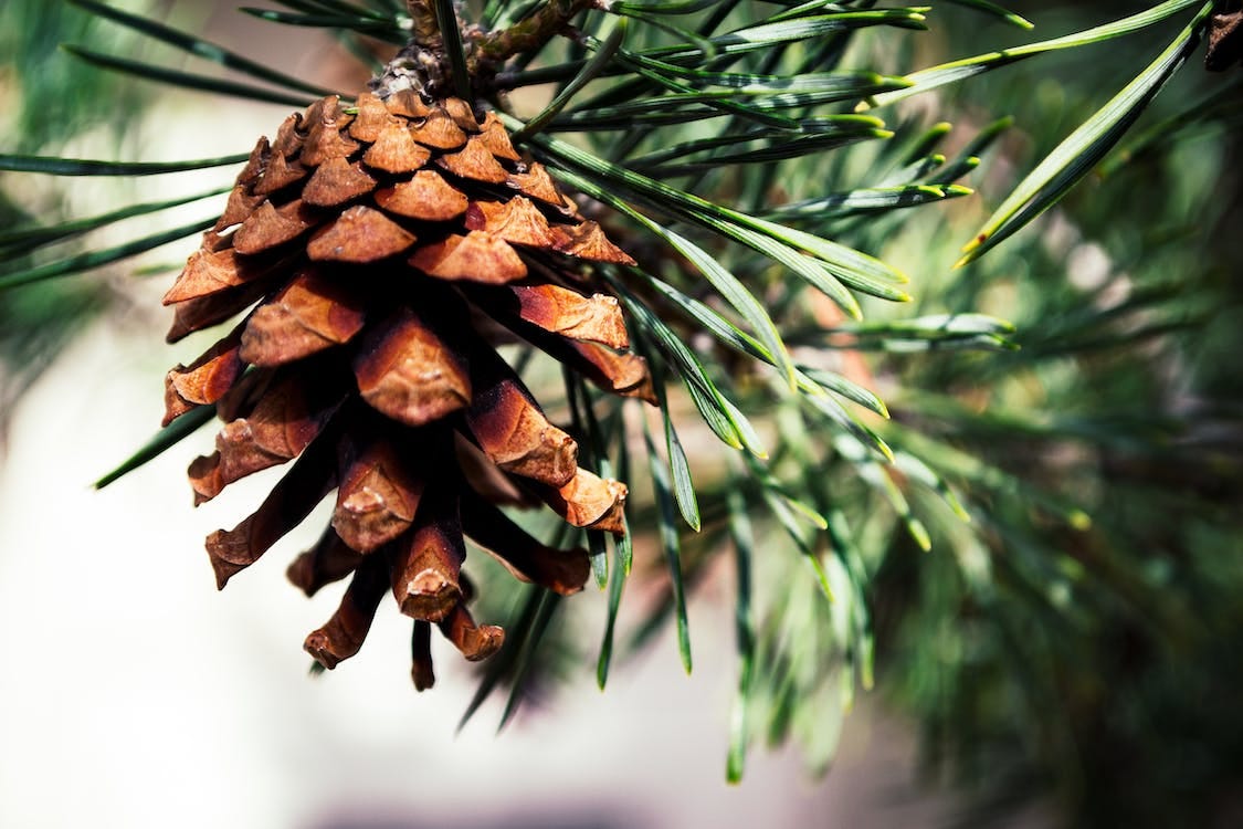 Crud With Pinecone A Simple Guide For Getting Started With By Manfye Goh Towards Data Science