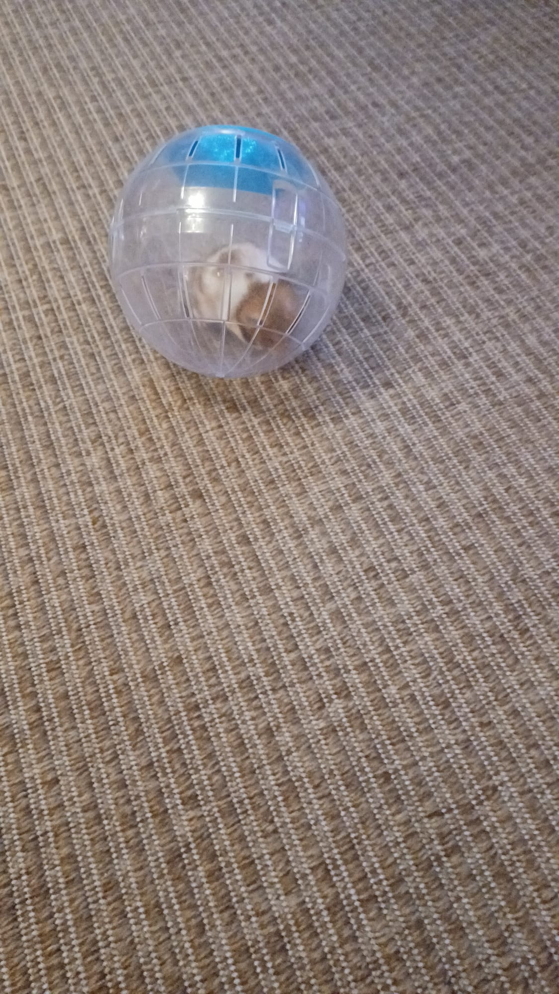 The Hamster Ball. It’s a Bawl darling. | by Jade Gebbie | Medium