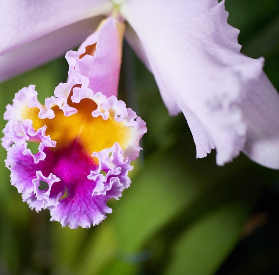 Flower Haiku with a Twist. Petals fall wayside Revealing an… | by ...