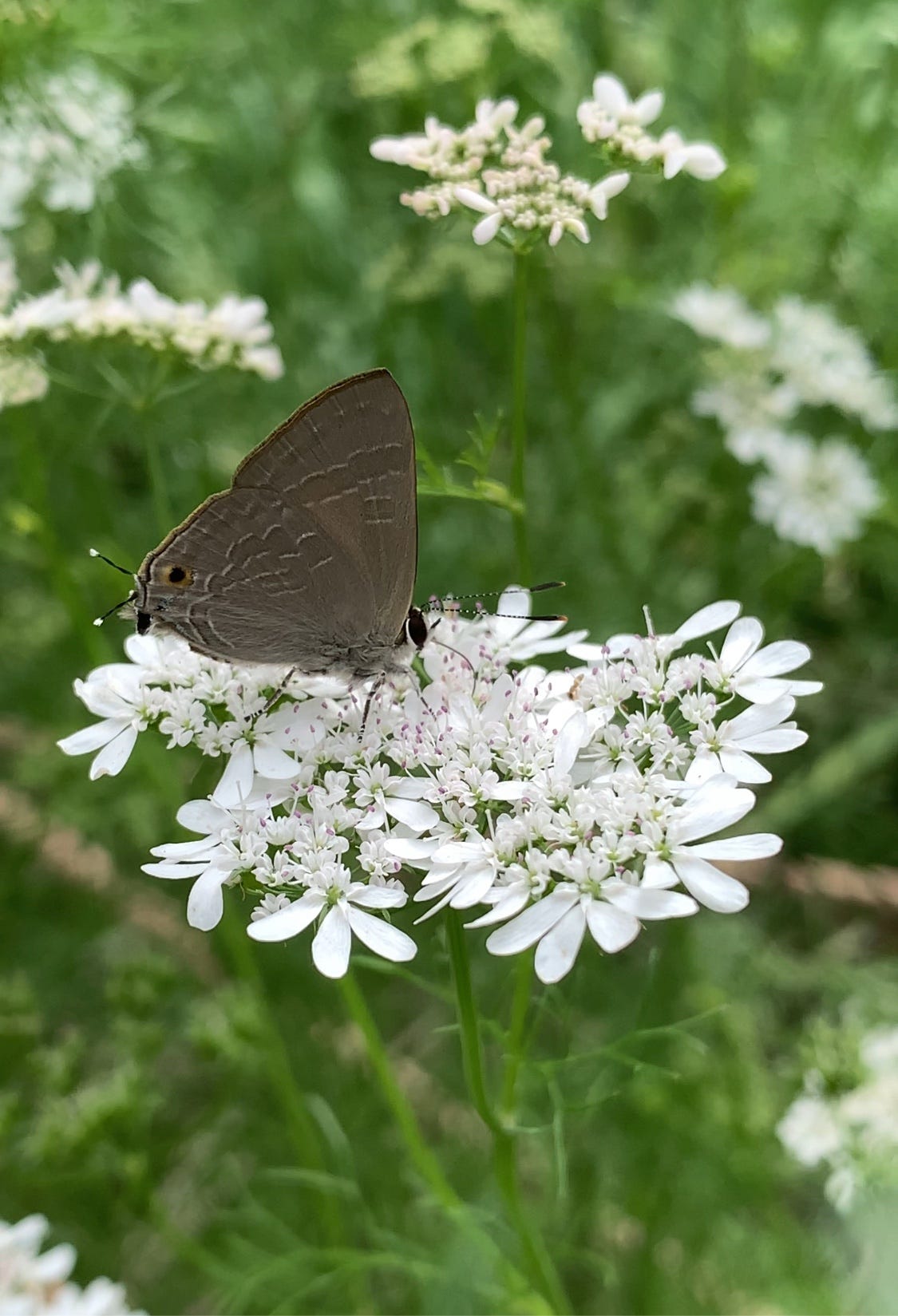 Visualizing My Experience at Amal Academy | by Usman Ali | Medium