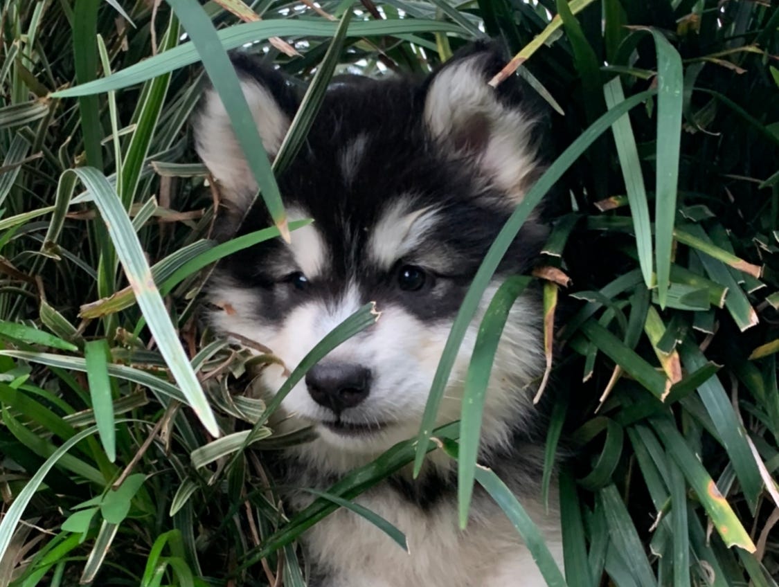 Implementing Various Root-Finding Algorithms in Python | by Gerry Ongko | Towards Data Science