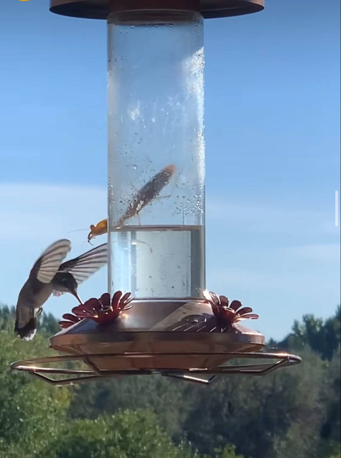 I Watched a Video of a Praying Mantis Fighting a Hummingbird | by ...