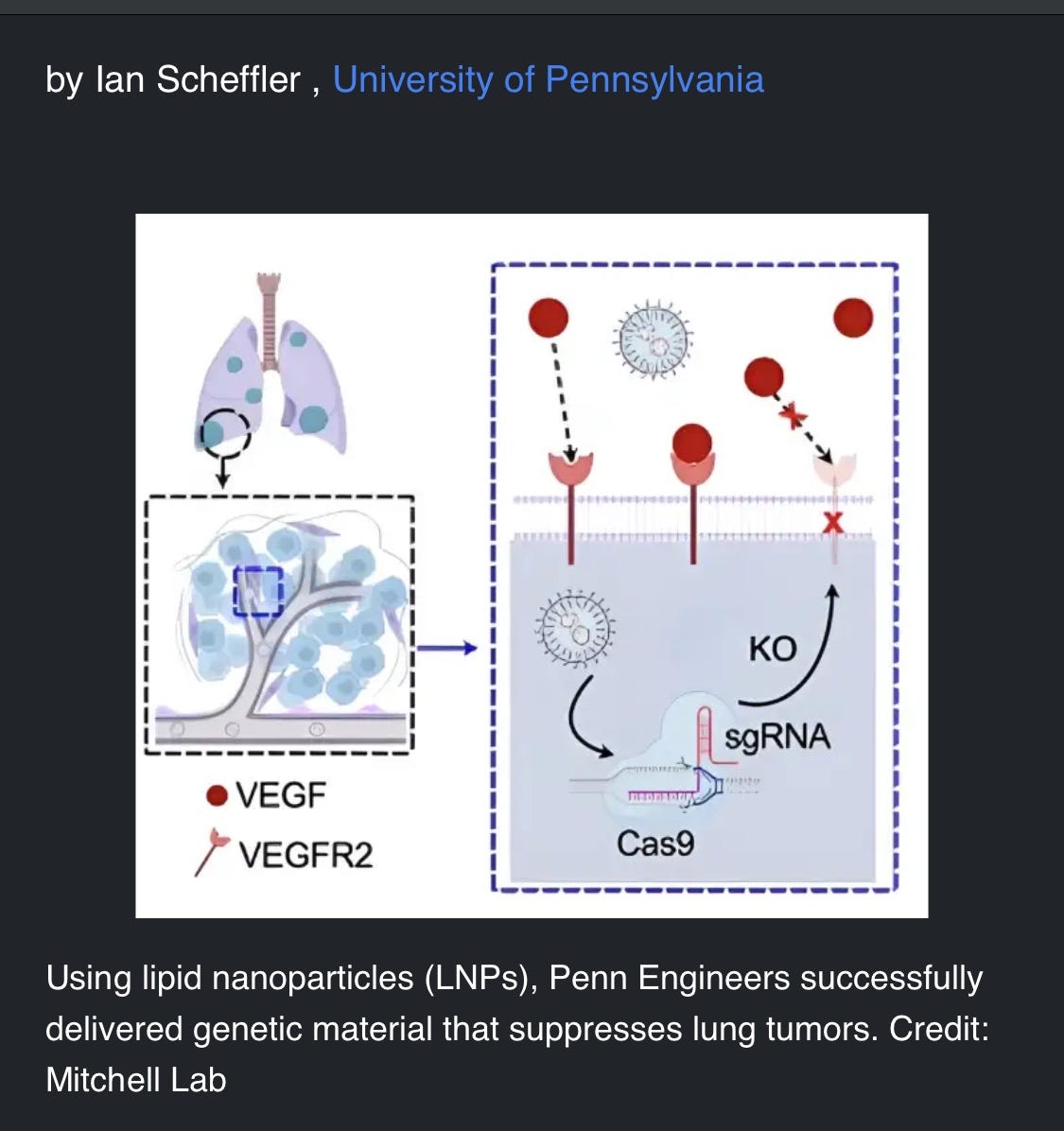 Penn Engineers have developed a new means of targeting the lungs with ...