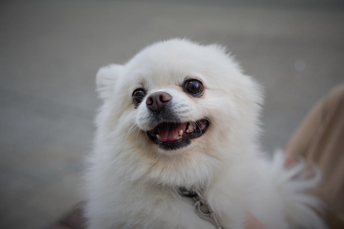 What is the history and origin of the Indian Spitz breed? | by Official ...