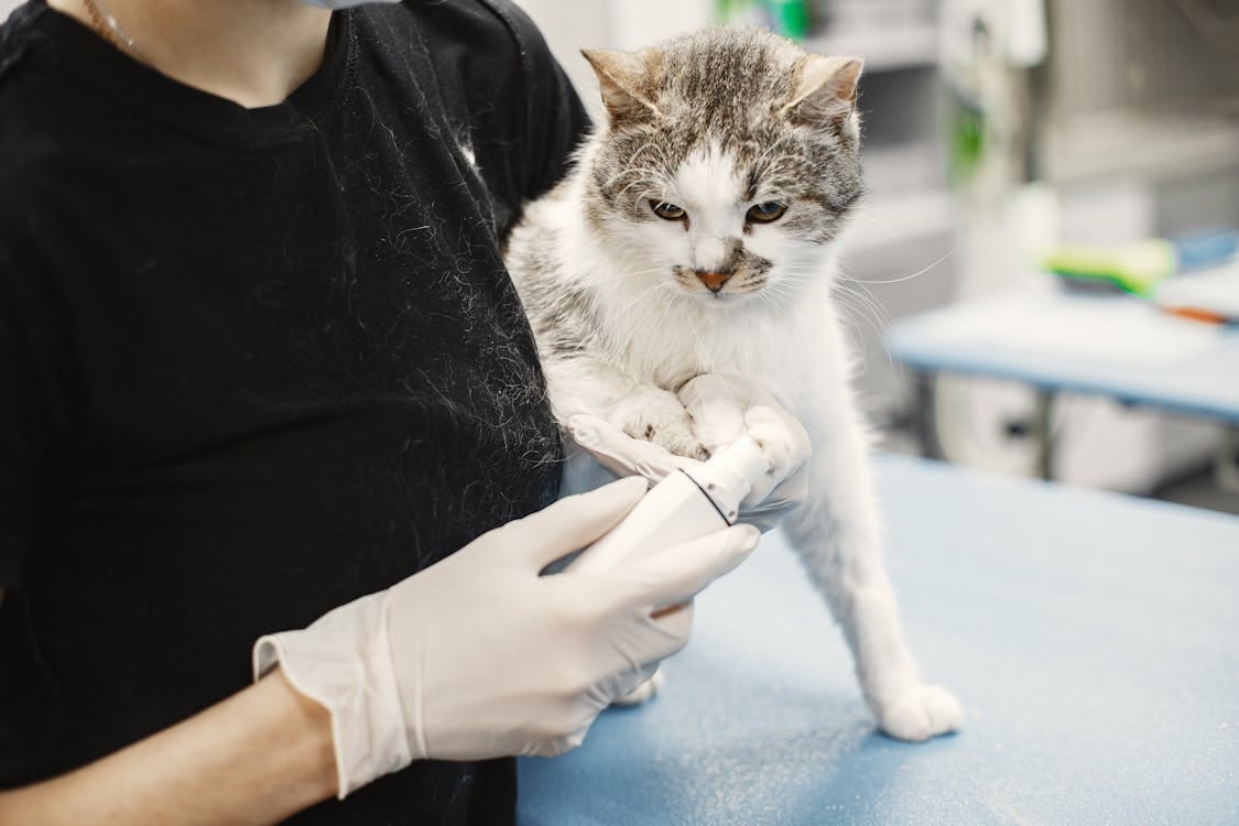 Surgical Excellence for Furry Friends: Pet Point Veterinary Clinic’s ...
