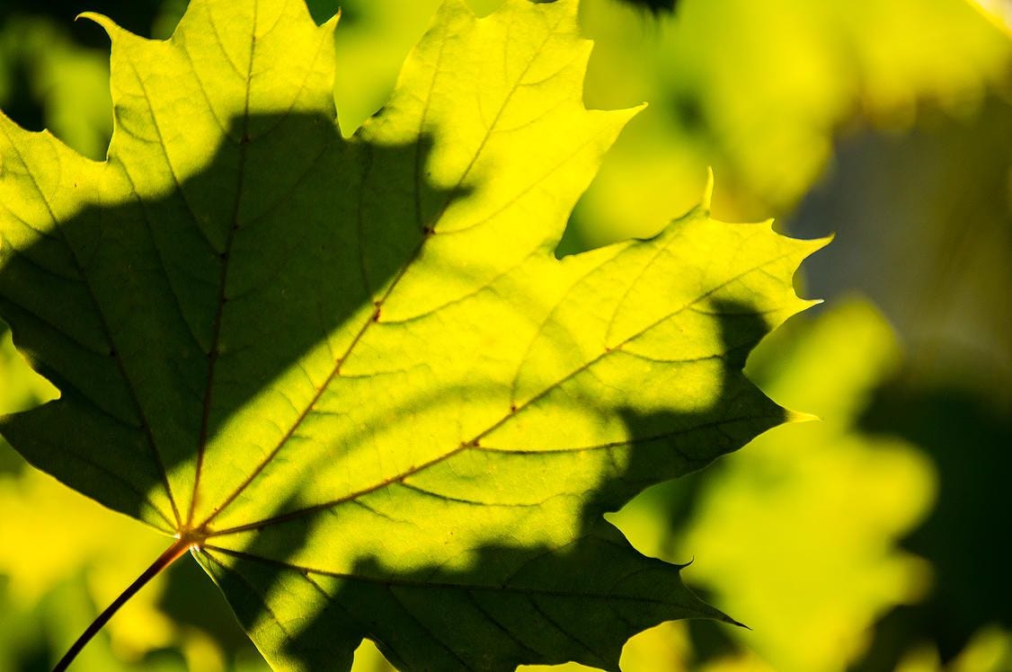 Late summer Thursday - Clara Ross - Medium