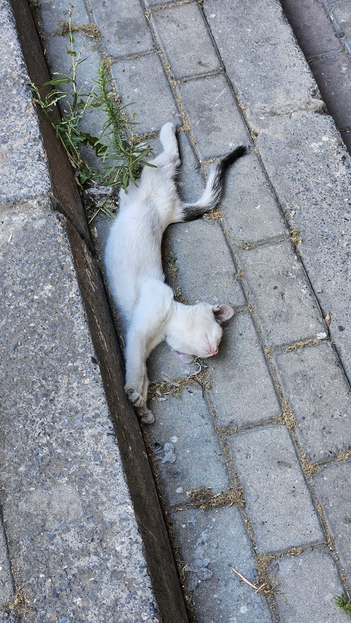 A Comfortable Sleep With Rich. Today I’d like to introduce you to… | by Kerem Ağıröz | Catness ...
