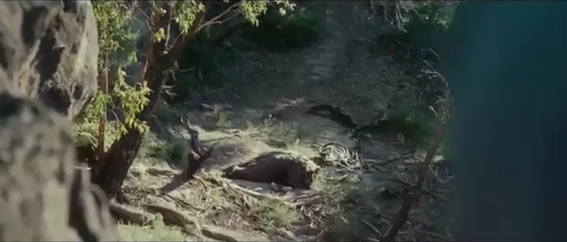 Short Film “Bear”: Subverting Expectations to Being Predictable Within a Couple of Seconds. | by ...