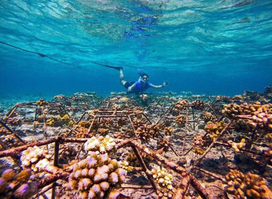 A groundbreaking study shows how transplanting healthy coral ecosystems ...