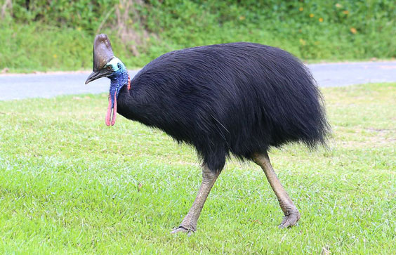 Ancient Animals That Still Exist Meet The Prehistoric Animal That