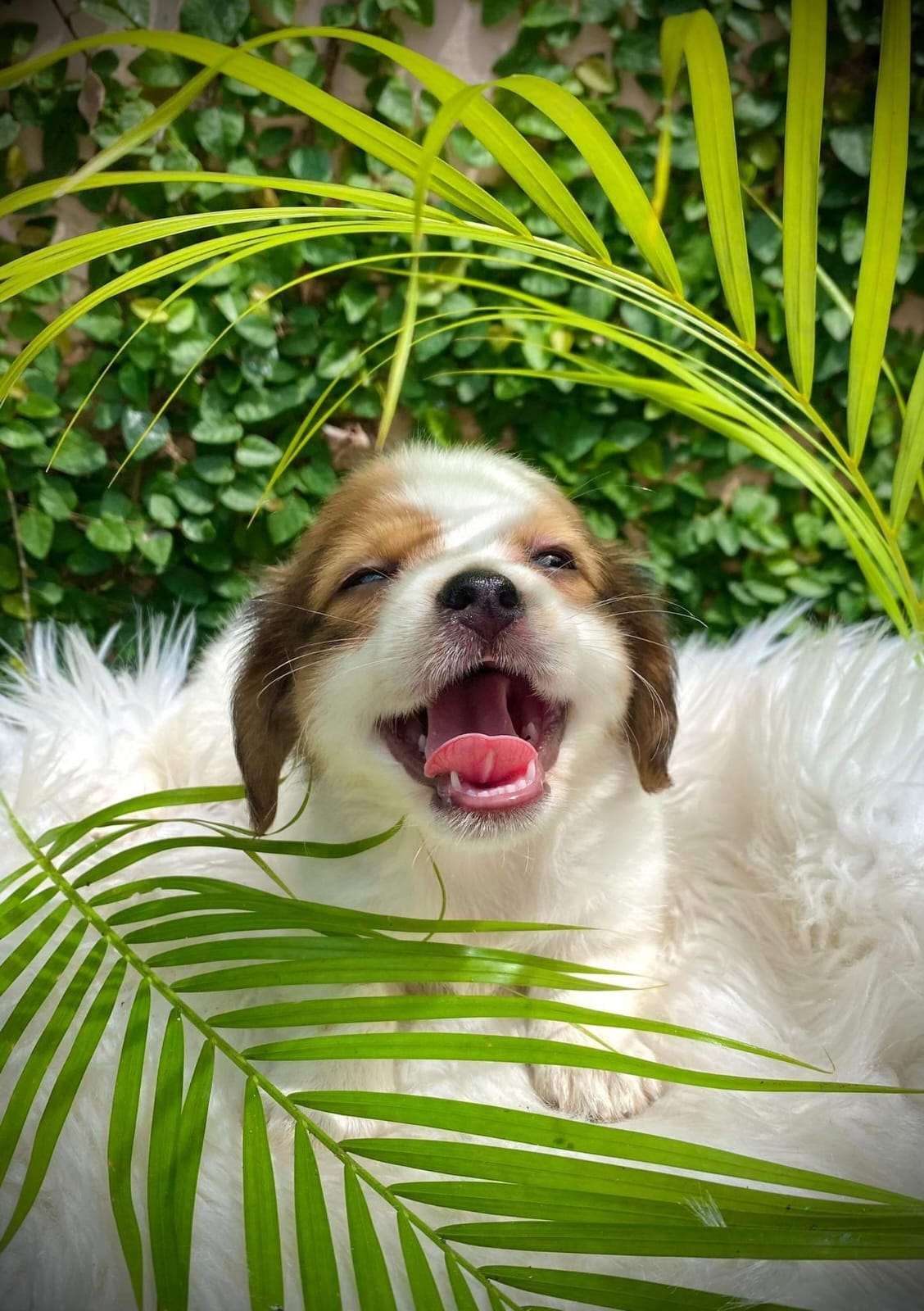 Beloved dogs.. Once upon a time there was a little dog… | by Celina ...