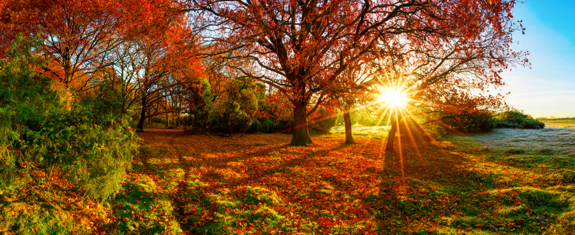 Embracing Autumn’s Wonder - The Daily Cuppa - Medium