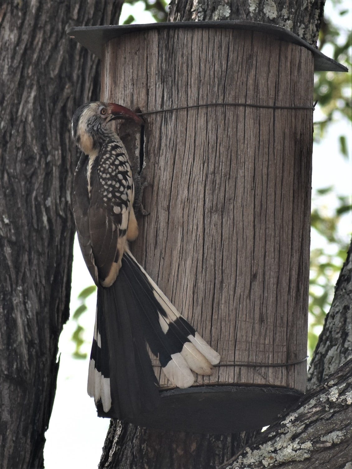 CONSERVATION VS BUREAUCRACY. When I last wrote, we had just had a… | by ...