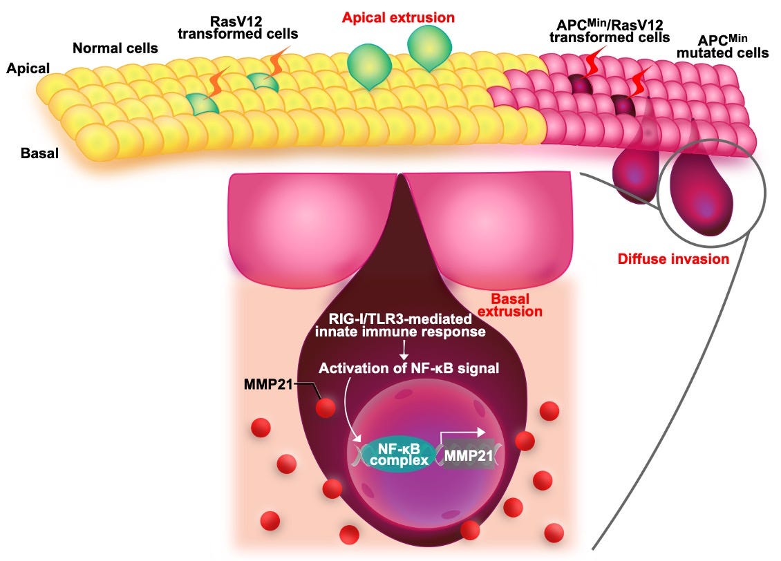 survival-of-the-fittest-new-study-shows-how-cancer-cells-use-cell