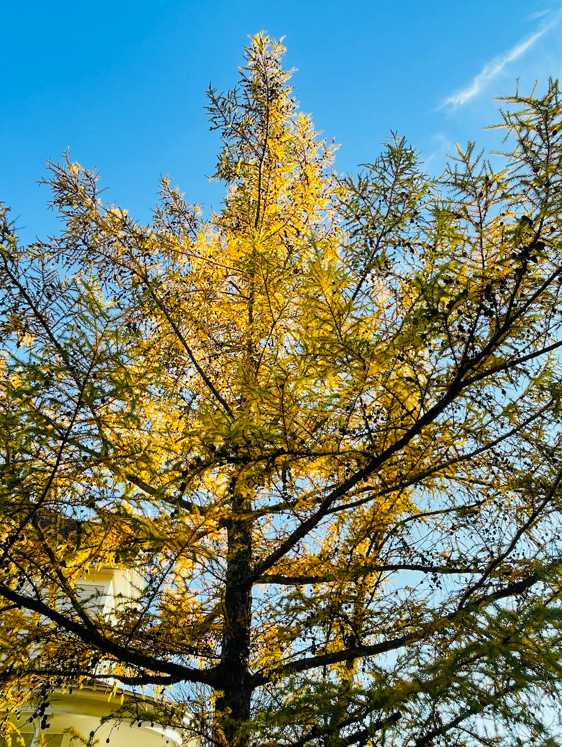 Every year, there is a brief and shining moment when the tamarack tree ...