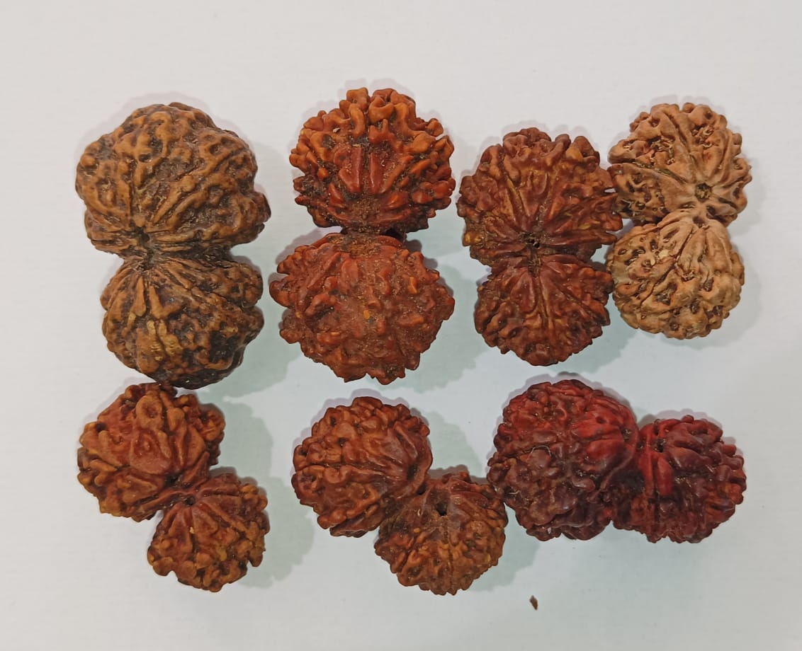 Original Natural Certified Gauri shankar rudraksh | by kailasharudraksha | Medium