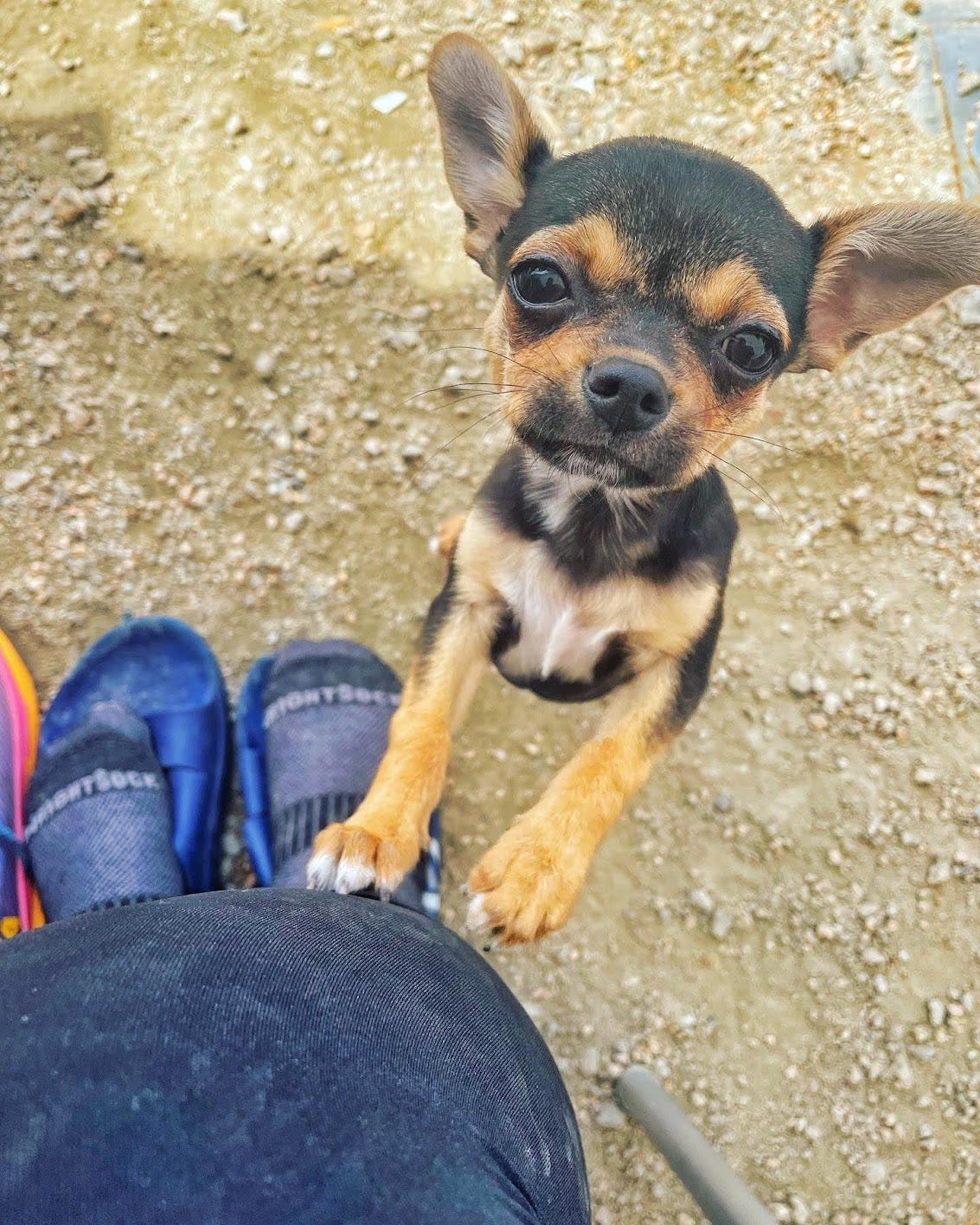 That Big Kid Ellen #20: Play with a puppy | by Ellen Guthrie | Medium