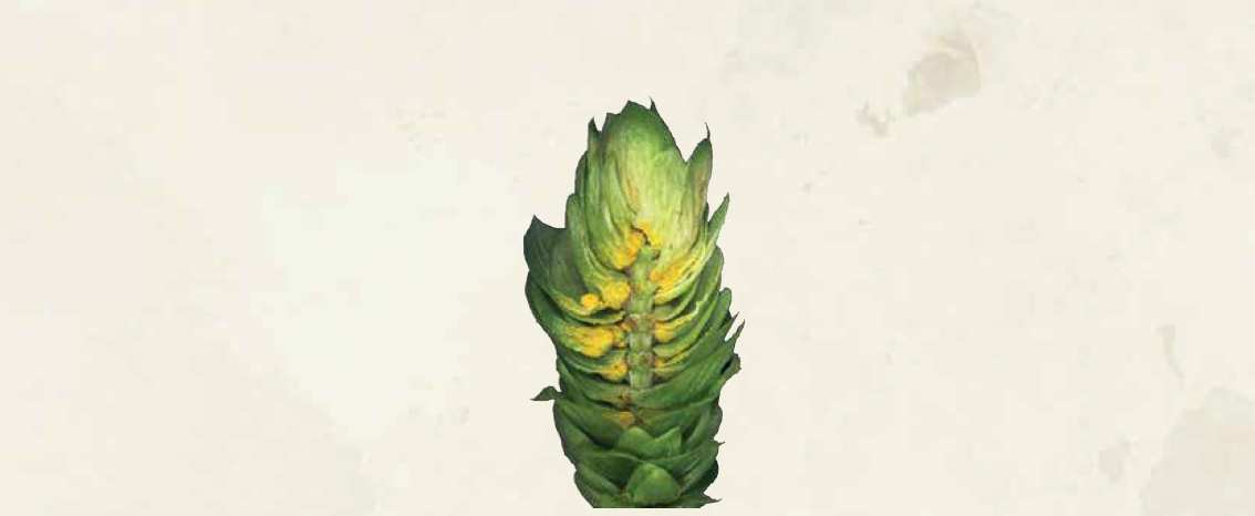 Hopalicious — Let’s get a little science-y about hops | by Issuu ...