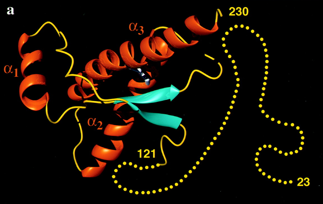 Understanding Structure and Function of the Prion in Order to Avoid the ...