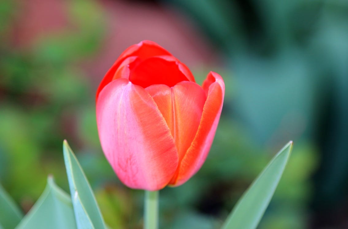 Tulip, African Tulip, and Tulip Poplar | by Dr. Seema Patel (PhD ...