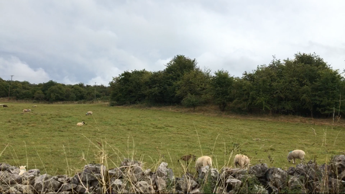 Sheep — Day 40 - yen monles - Medium