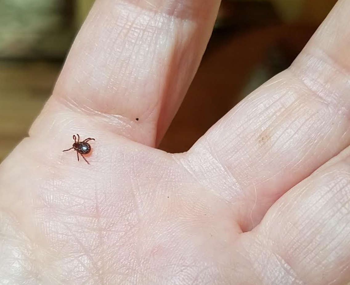 One of Millions. How a teeny tick helped me learn… | by Patty Olds | Medium