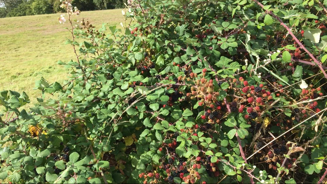 Wild Bushes — Day 68 - yen monles - Medium