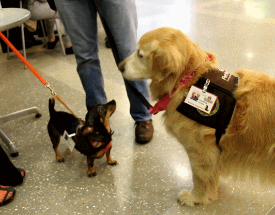 Patient Dog Gif