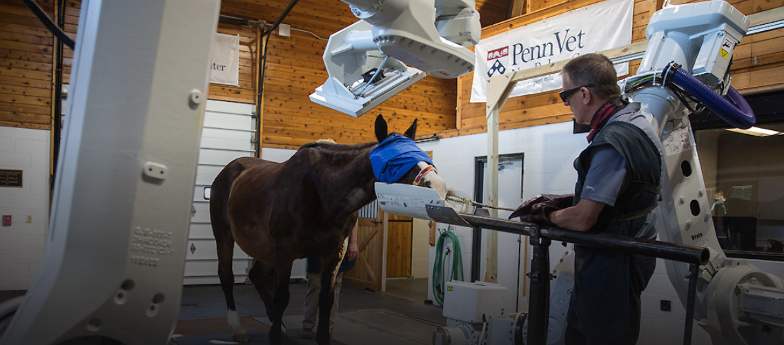 Robotic CT-scan Technology Revolutionizes Equine Health Care | by Penn ...