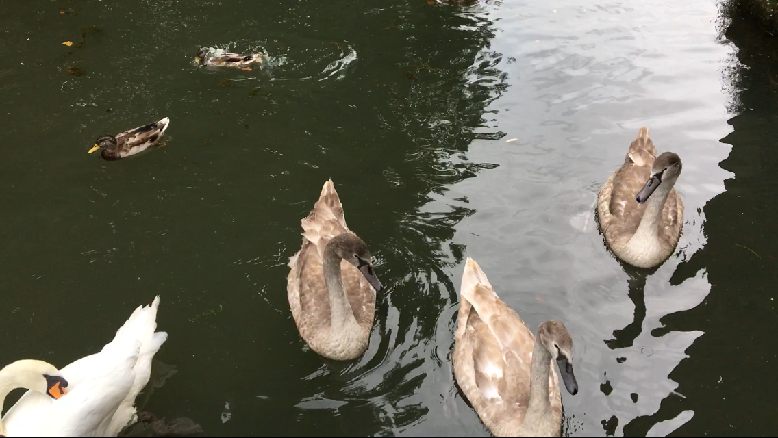 Swans — Day 29 - yen monles - Medium