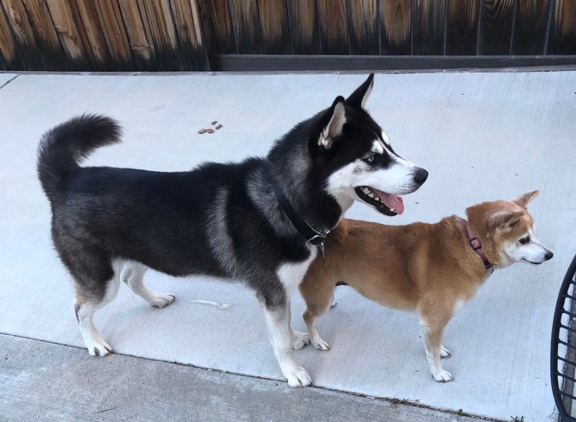 7 Hot Tips to Keeping Your Husky Cool on Hot Days | by Sol George | Medium