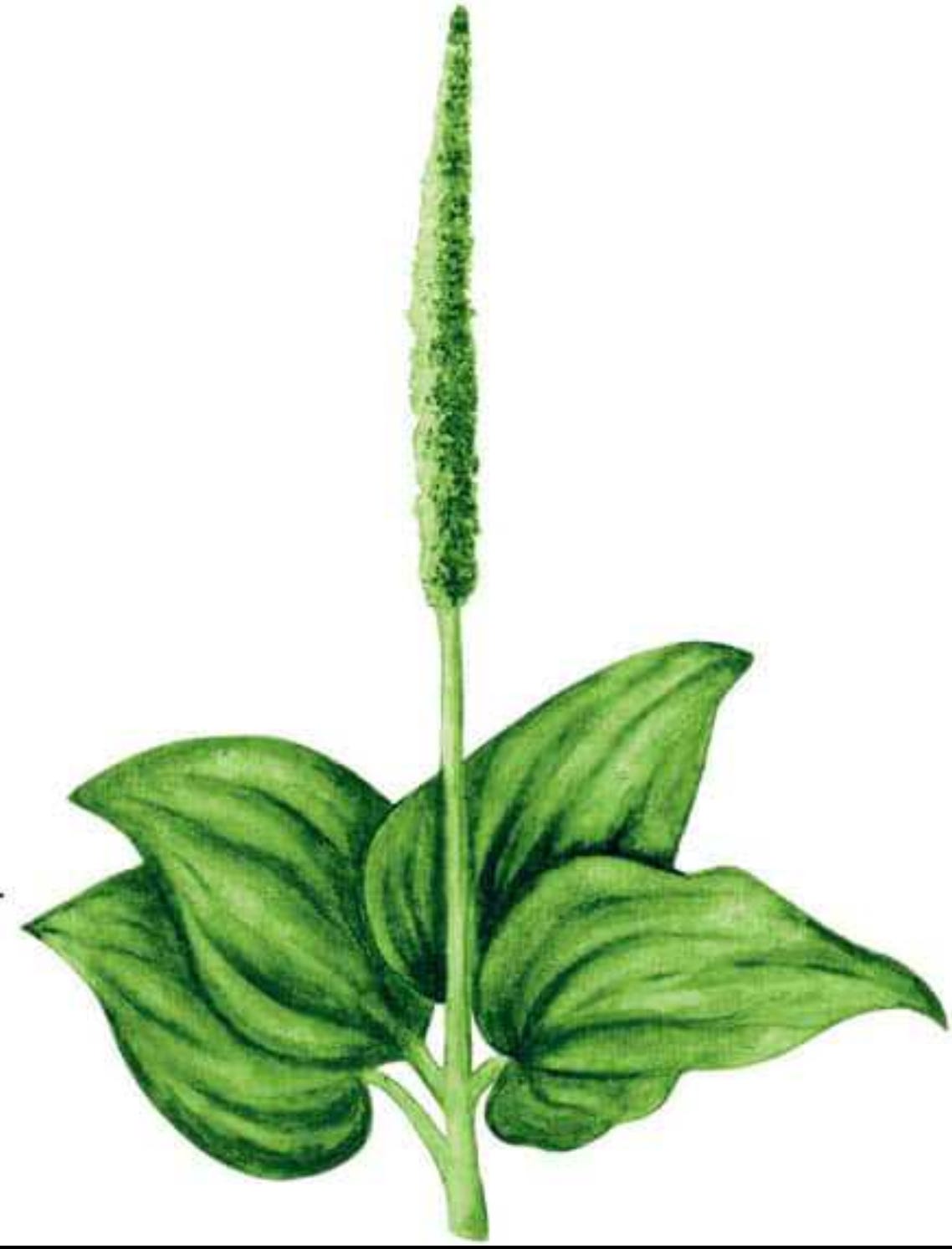 Plantain — The Weed As True As Steel | by Ciera Drake | Jan, 2026 | Medium