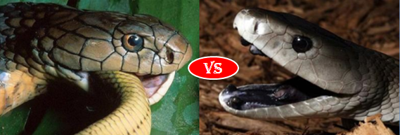 Black Mamba Snake Vs King Cobra