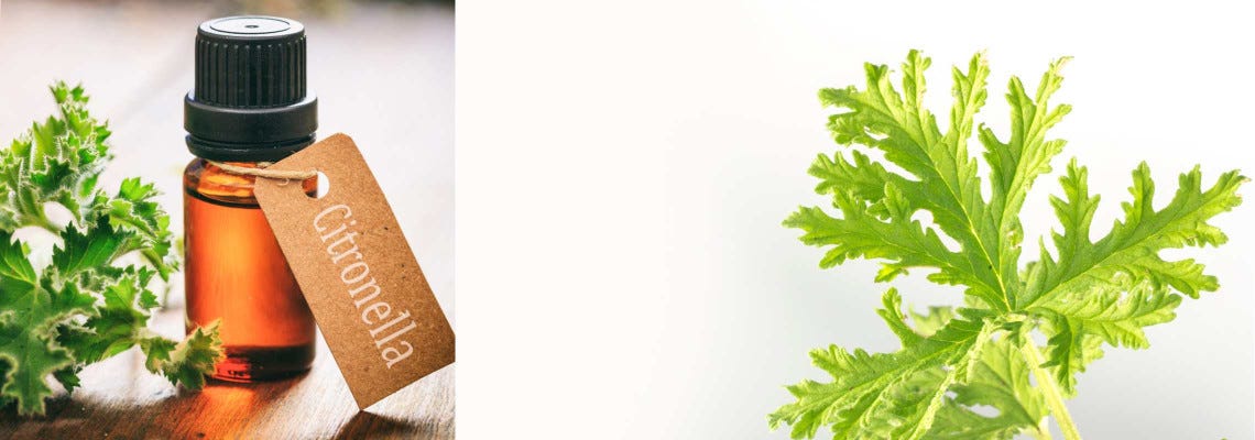 Harnessing the Power of Citronella Essential Oil: A Comprehensive Guide ...