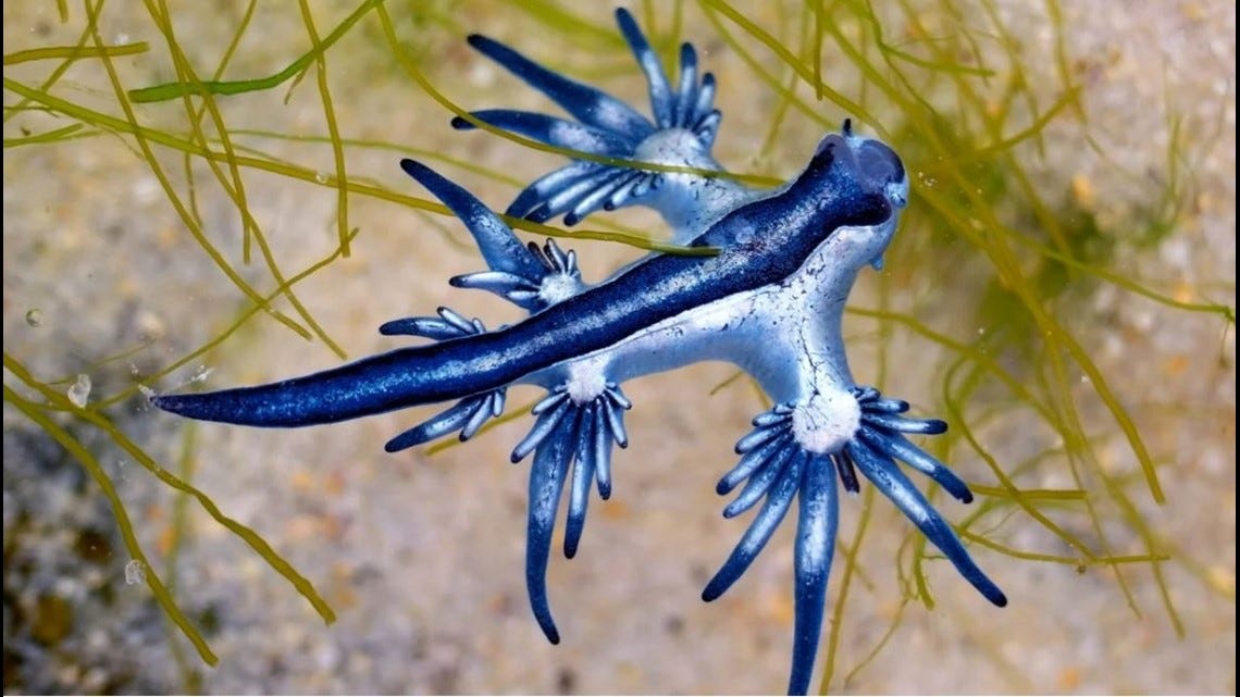 Blue Dragons-Enthralling and Envenomated: A Look into it’s world. | by ...