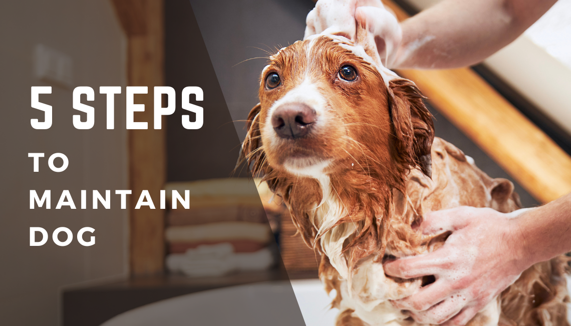 Steps To Take Care of Your Dog at Home | by Bark in Style | Medium