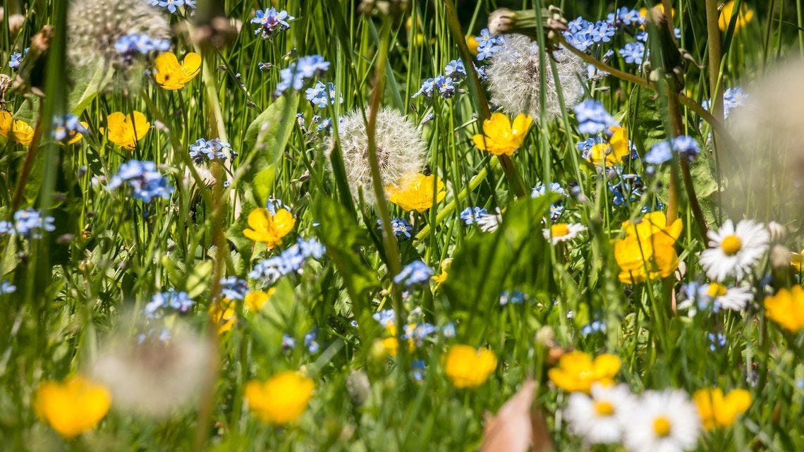 Native medicinal plants: The most powerful plants and their effects ...