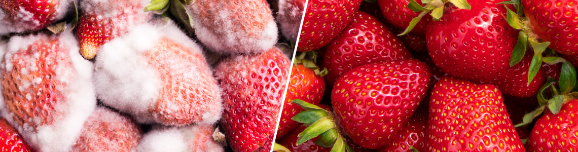 Radiating Progress: Exploring the Growing Food Irradiation Market | by ...