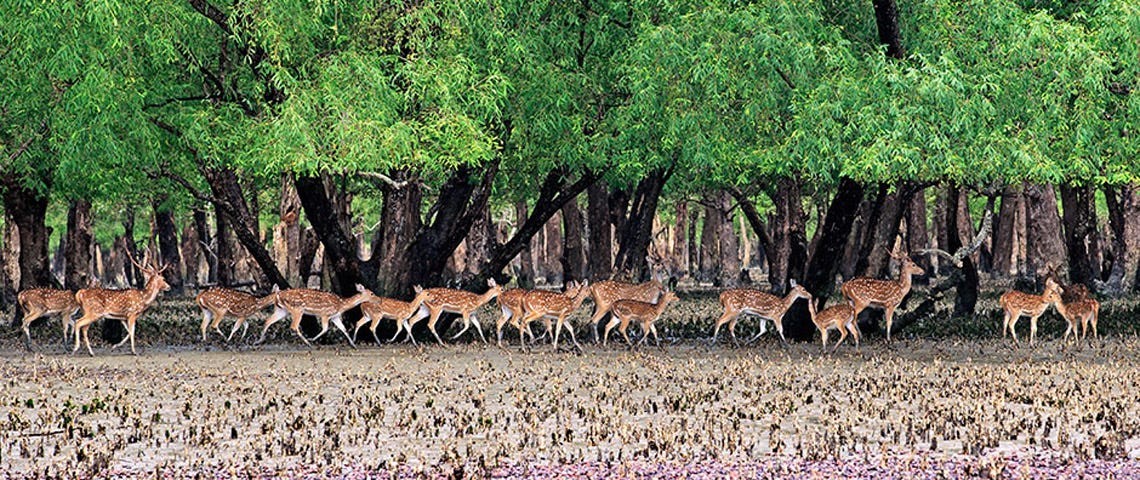 Witness The Beauty Of Bangladesh With Golden Bengal Tours | by Golden ...