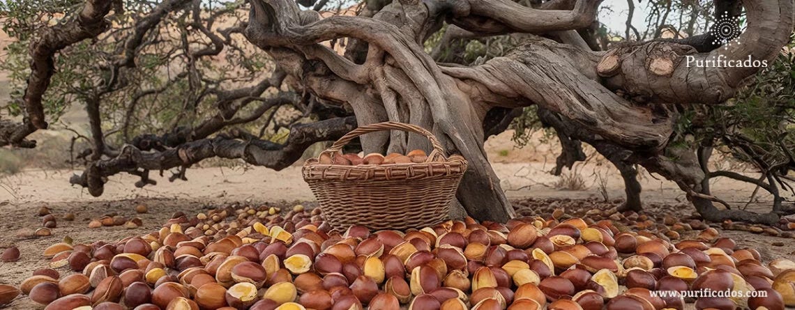 The Argan Tree: The Source of Argan Nuts | by Purificados Argan Oil ...