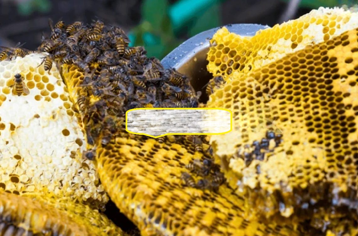 The Mysterious Disappearance of Wasps: A Wildlife Enthusiast’s ...