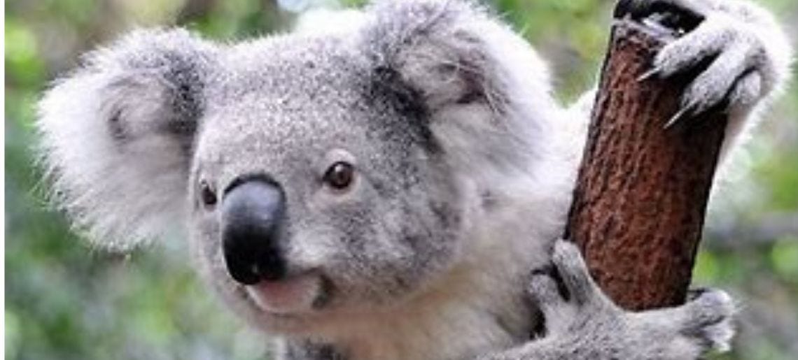 7 Slimy and Weird Animal Facts You Didn’t Know | by Reggie Nicholas ...