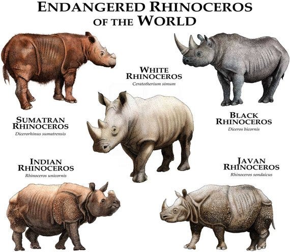 Javan Rhinoceros Endangered