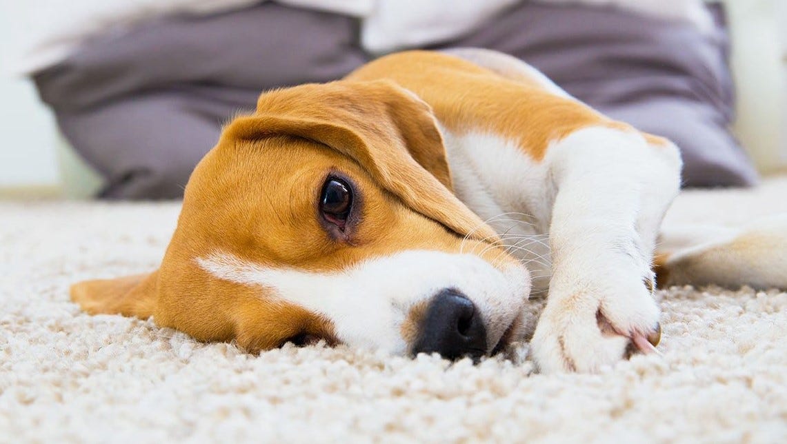 Lemon Beagles: A Comprehensive Guide | by Dogtify | Medium