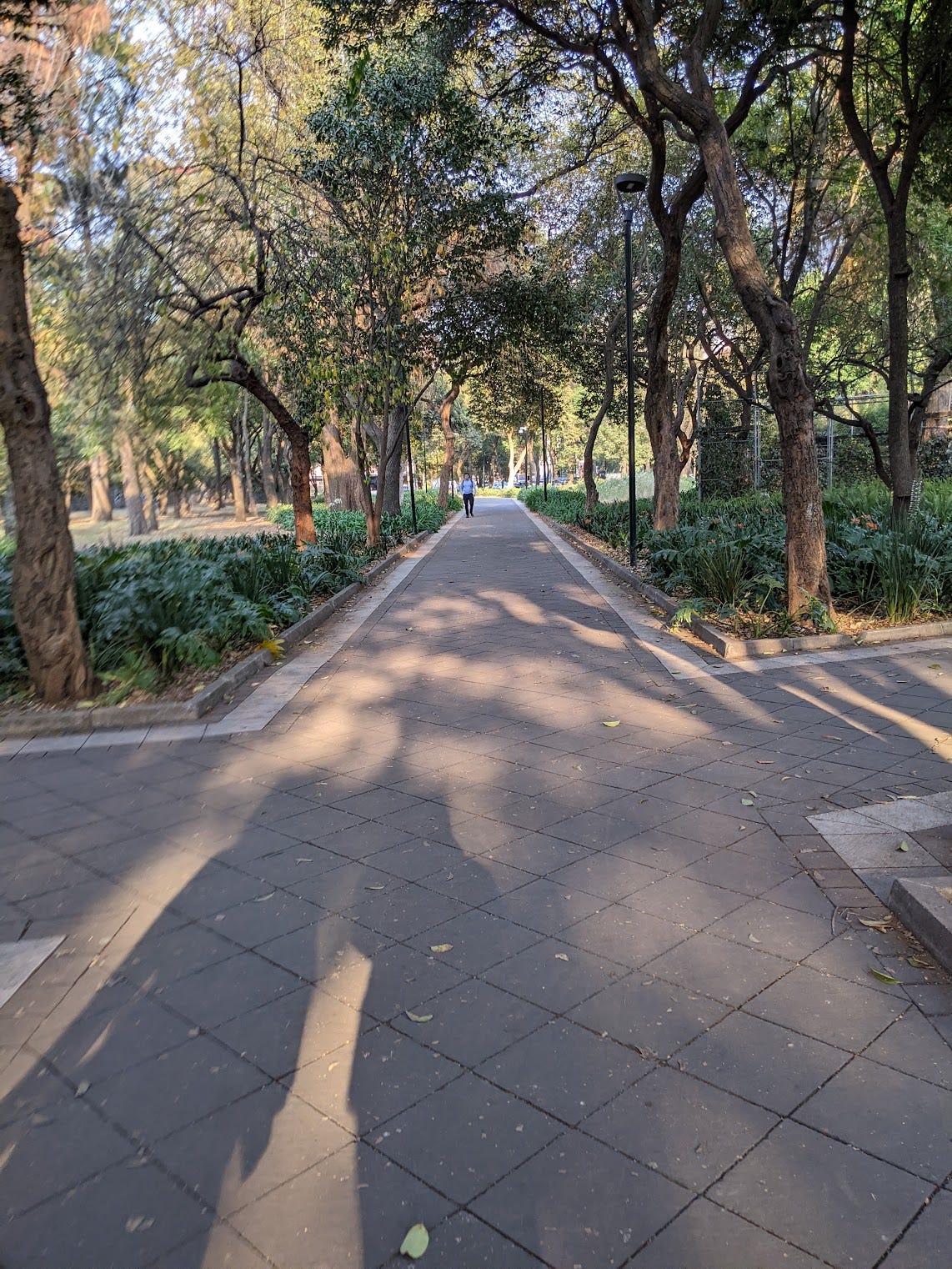 How to begin a long walk in Mexico city | by Emma Ng | Medium