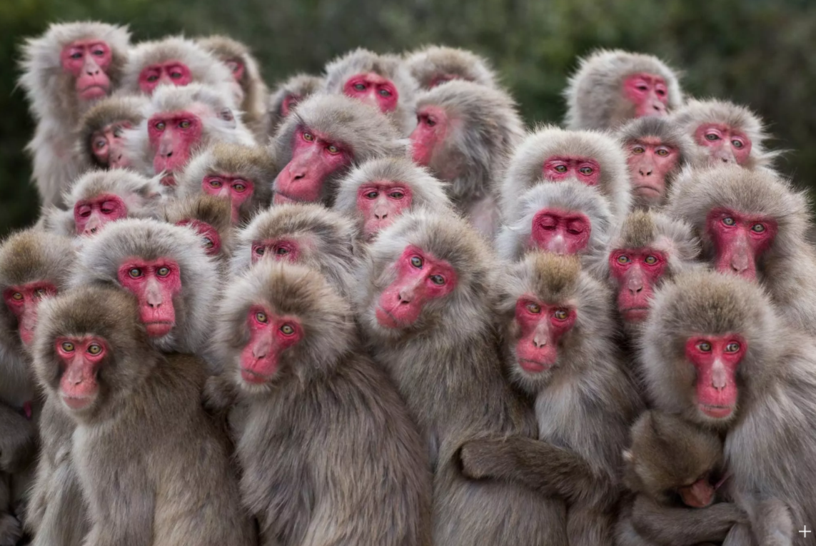 A “Monkey Dumpling”. Sometimes, amidst all the Trump tweets… | by ...