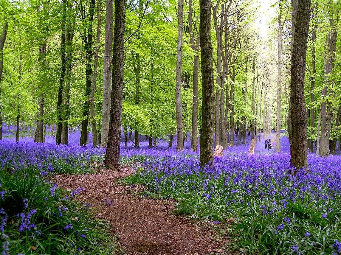 Bluebell Wood & Other Mysteries. Going into May | by Christine Morris ...
