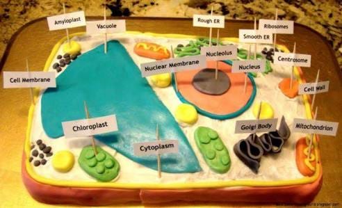 Plant Cell Clay Model