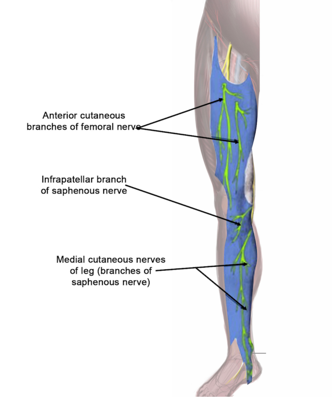 Saphenous Nerve Knee